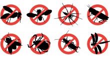 Ultimate Pest Control Checklist: 45 Essential Tasks
