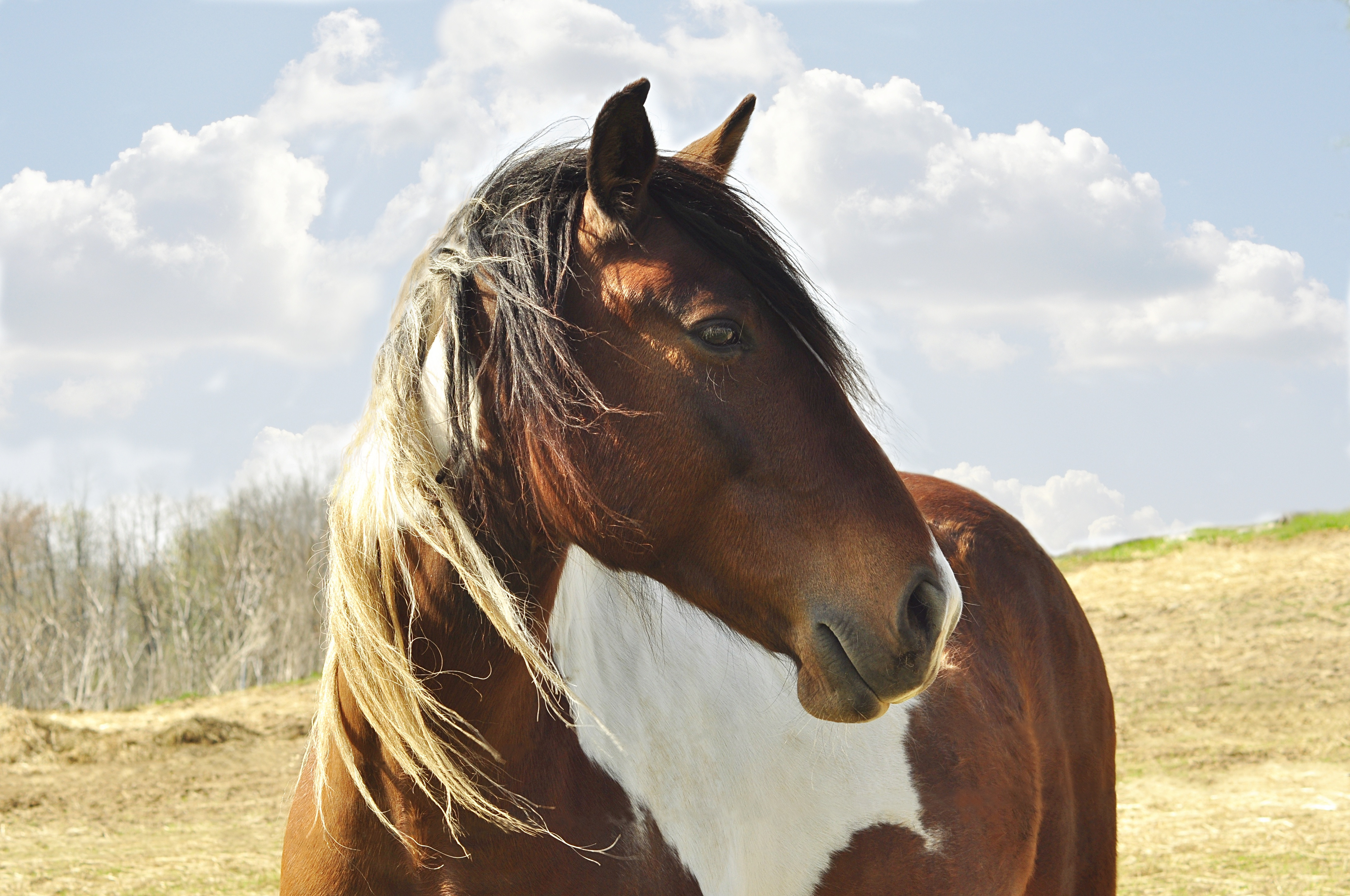 Horse Care Checklist-29 tasks | Free | App | PDF | Printable